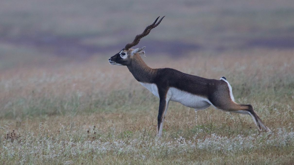 Blackbuck National Park, Gujarat - Home of the Asiatic Antelope