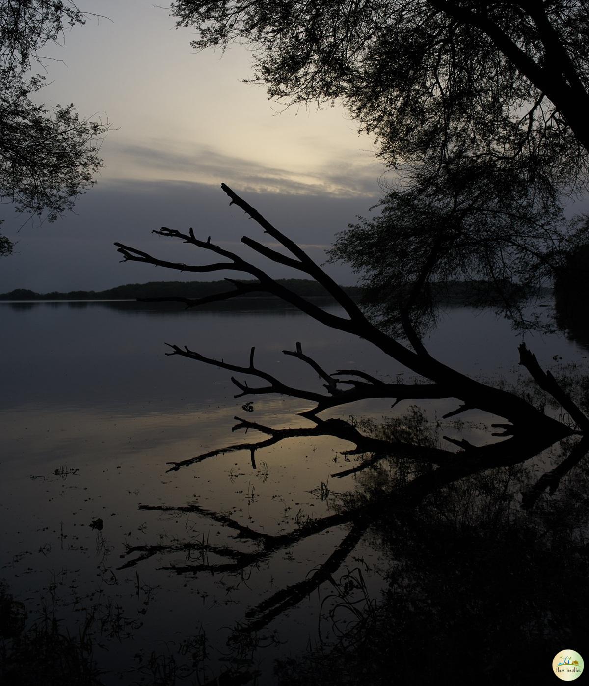 Thol Bird Wildlife Sanctuary & Thol Lake Near Ahmedabad Gujarat