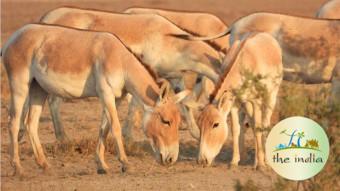 Little Rann of Kutch in Gujarat - Home of Wild Ass (Gudkhar)